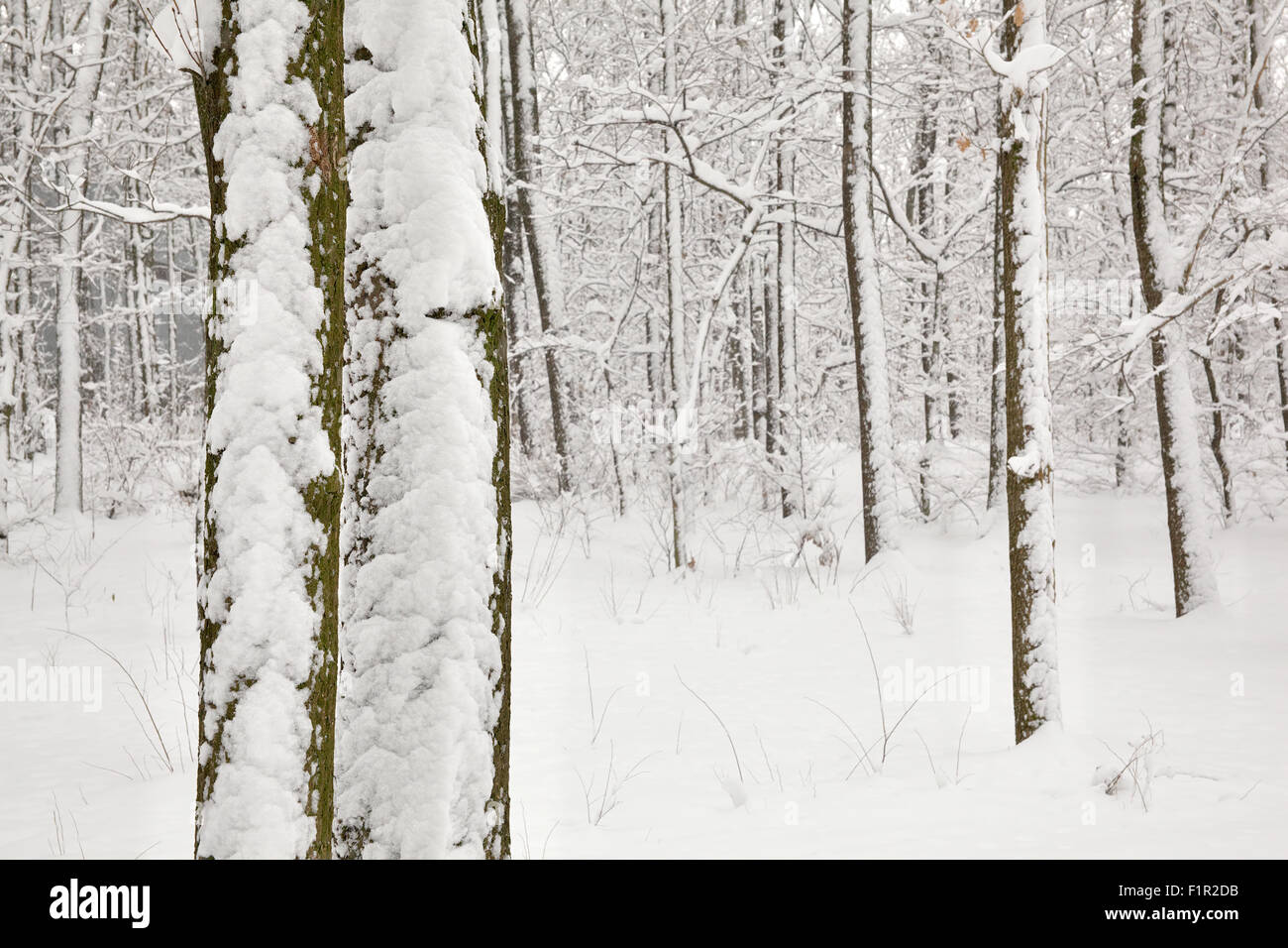 Winter forest scene - deciduous trees with fresh snow Stock Photo - Alamy