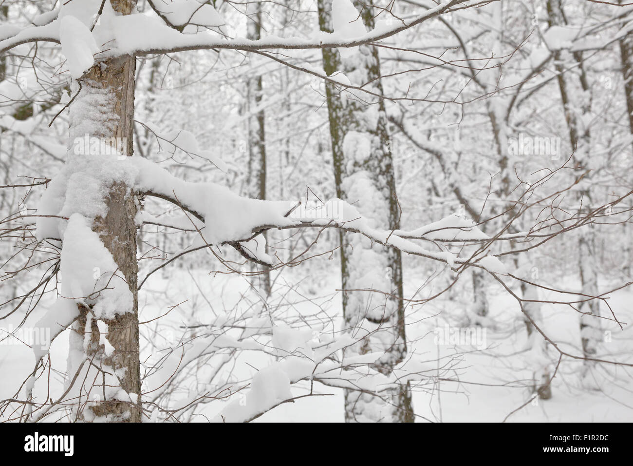 Deciduous trees and bushes covered with fresh snow - winter background ...