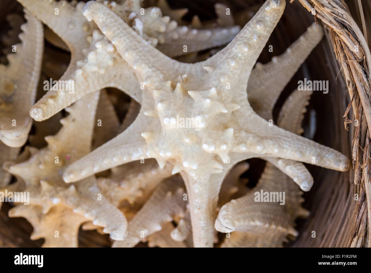 Group of Exotic Starfish in a Straw Basket Stock Photo - Alamy