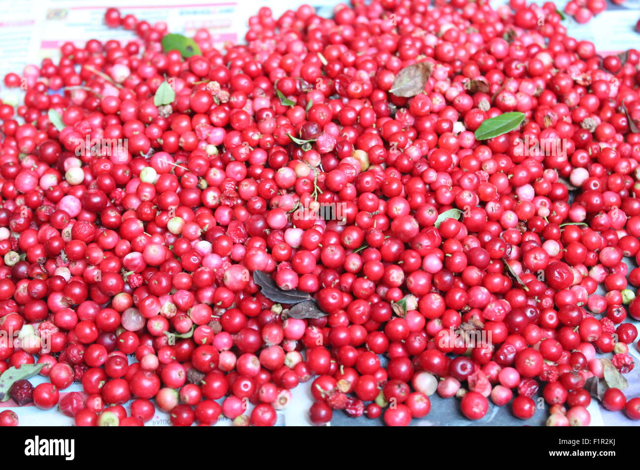bright red color good for health yummy cranberries from wood Stock ...
