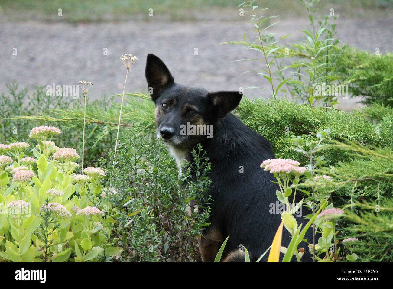 Save big dog hi-res stock photography and images - Alamy