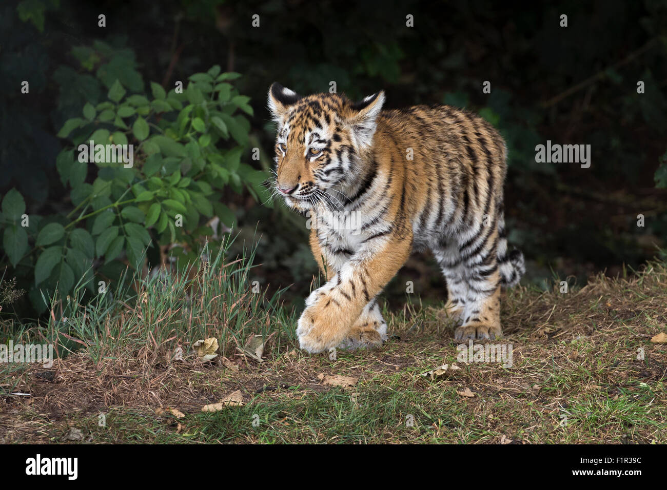 Amur tiger cub, 4 months old Stock Photo - Alamy
