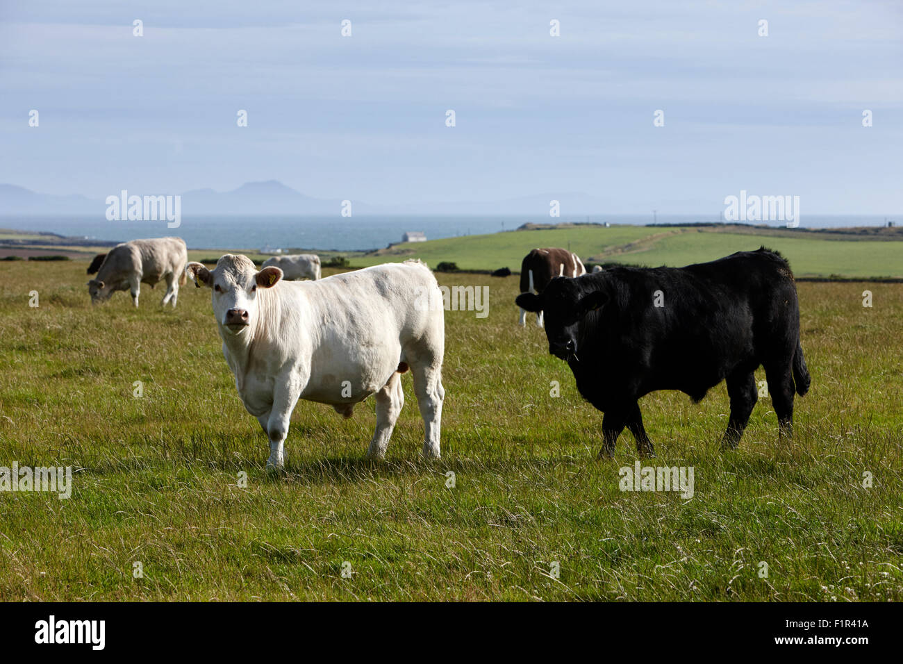free range beef cattle on open farmland anglesey north wales uk Stock ...