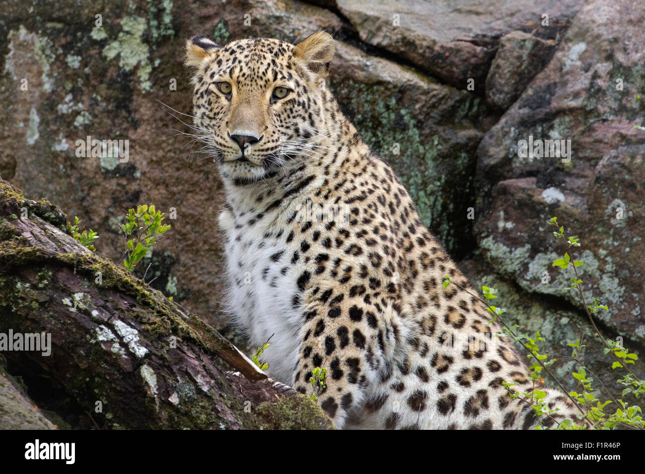 Panthera Pardus Saxicolor Stock Photos & Panthera Pardus Saxicolor ...