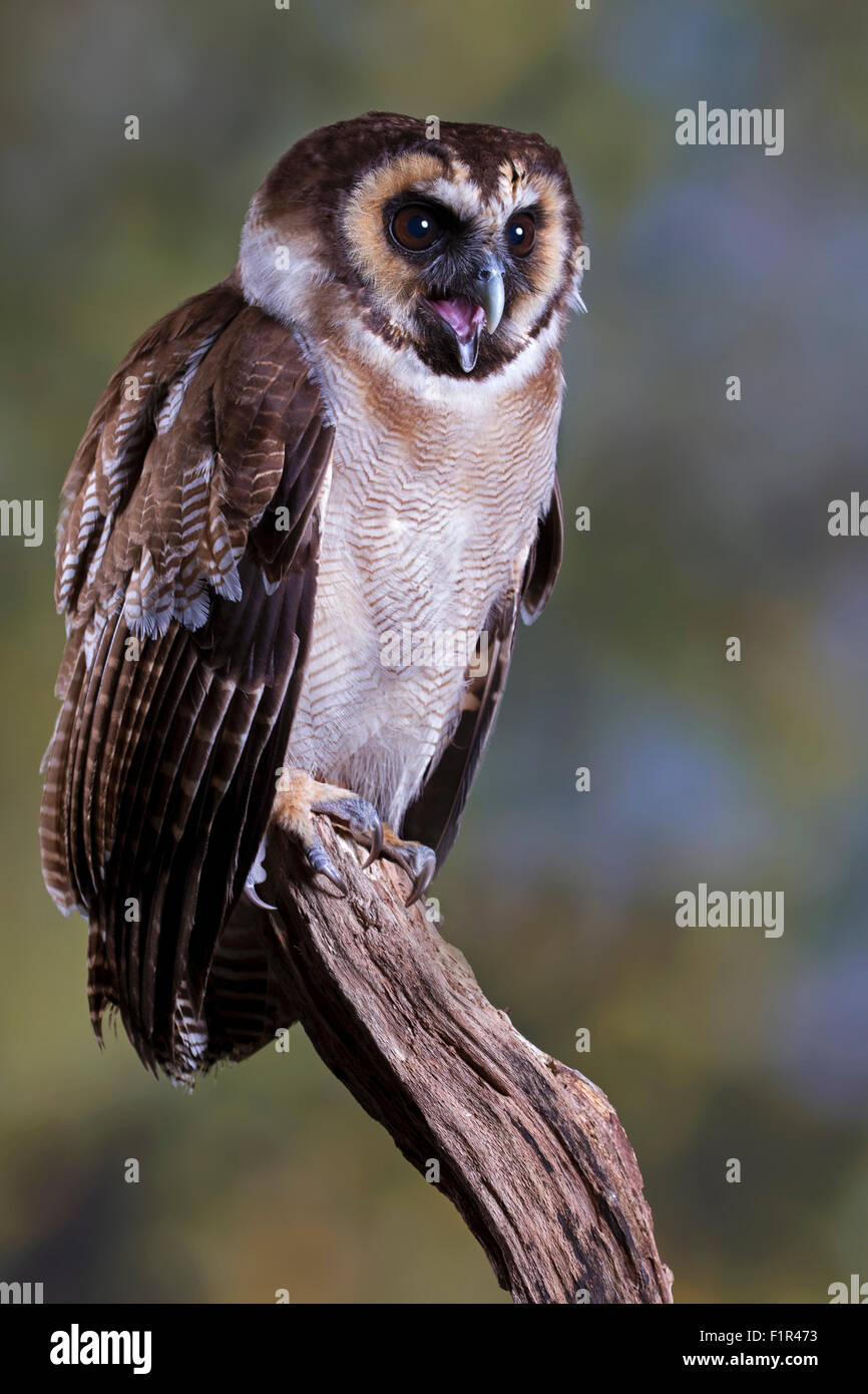 Portrait of a Brown Wood Owl Stock Photo - Alamy