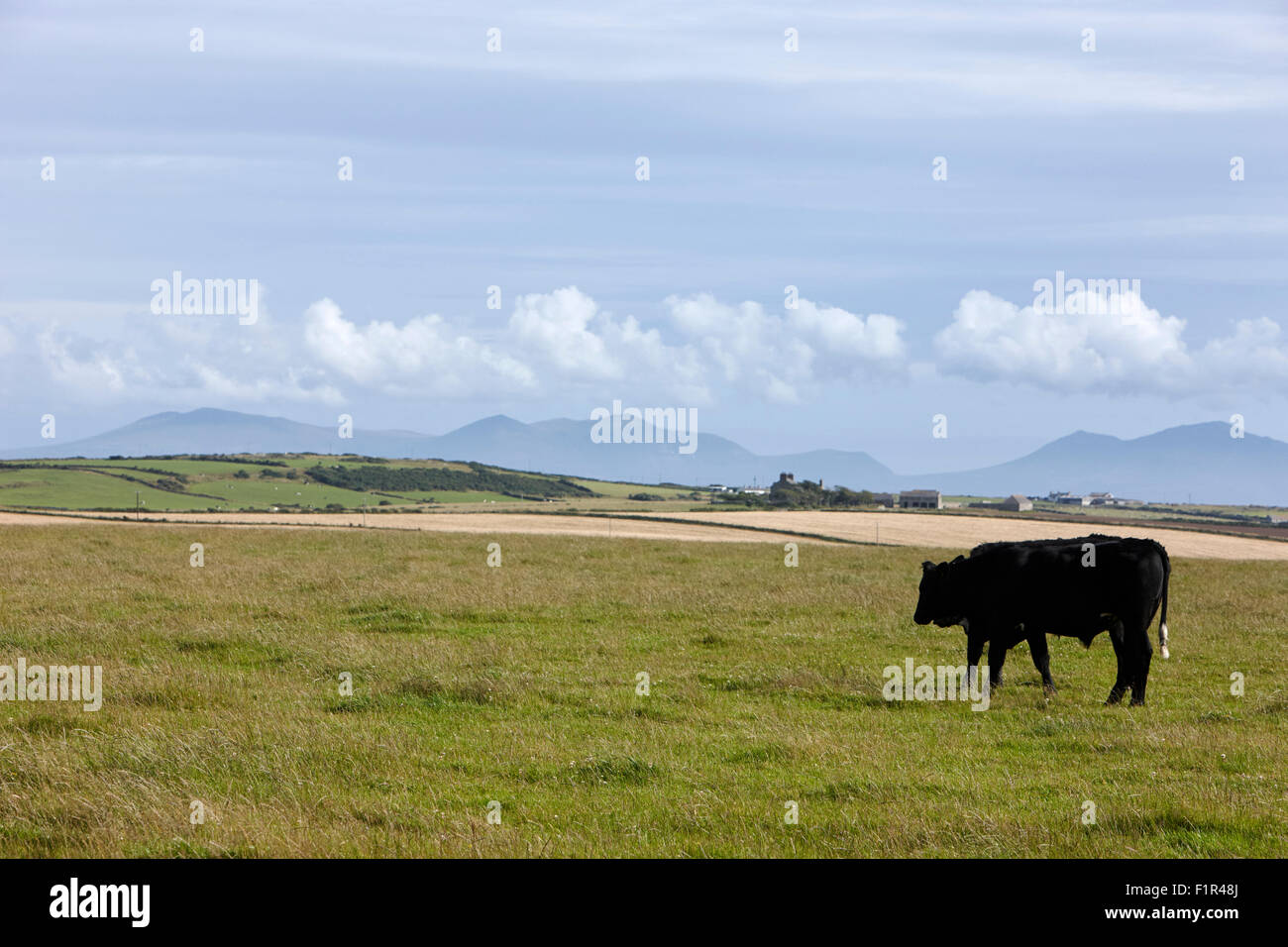 free range beef cattle on open farmland anglesey north wales uk Stock ...