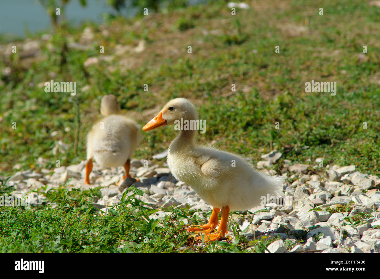 baby duck with mother, closeup of baby duck, baby duck in a lake Stock ...