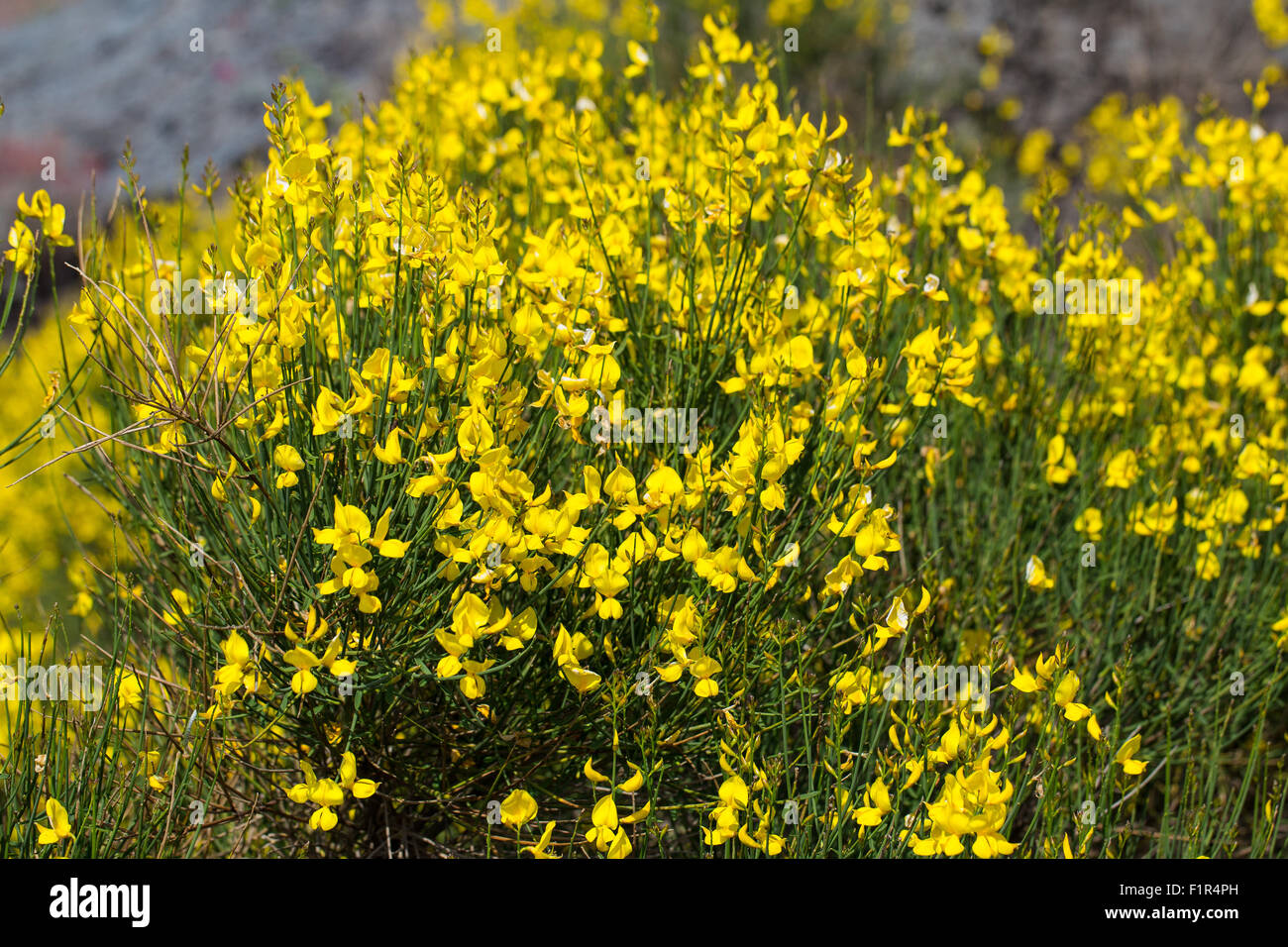 Spartium junceum L. - Ginestra comune. Etna's territory Stock Photo - Alamy