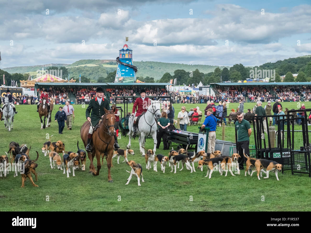 British Hunting Hounds Stock Photos & British Hunting Hounds Stock ...