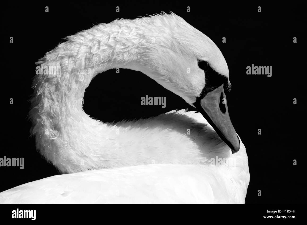 Swan head hi-res stock photography and images - Alamy