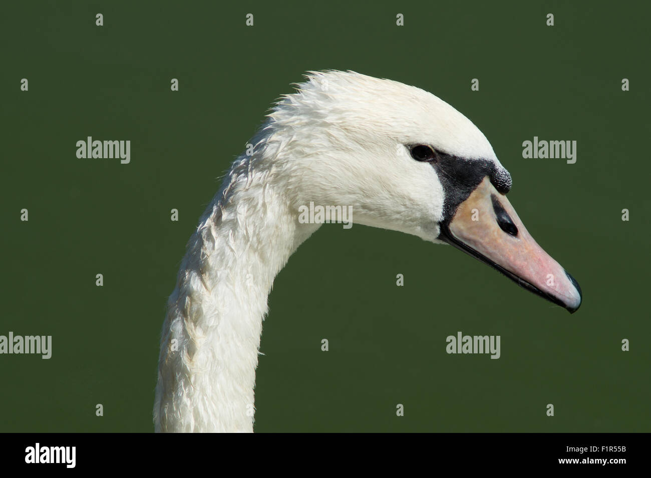 Swan Head Stock Photos & Swan Head Stock Images - Alamy