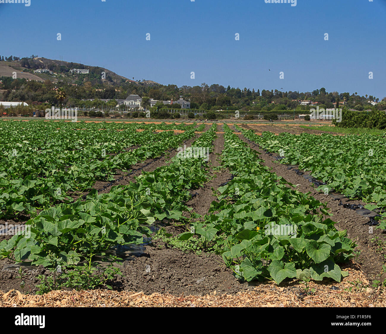 Rows of squash plants in a field in a farm under a blue sky in summer ...