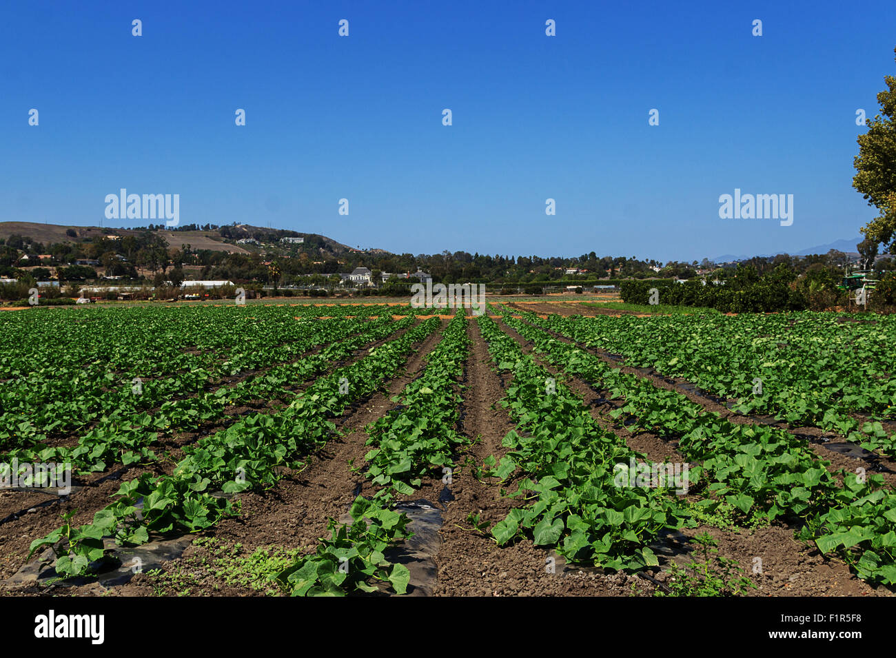 Rows of squash plants in a field in a farm under a blue sky in summer ...