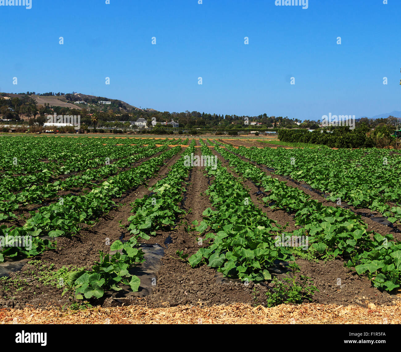Rows of squash plants in a field in a farm under a blue sky in summer ...