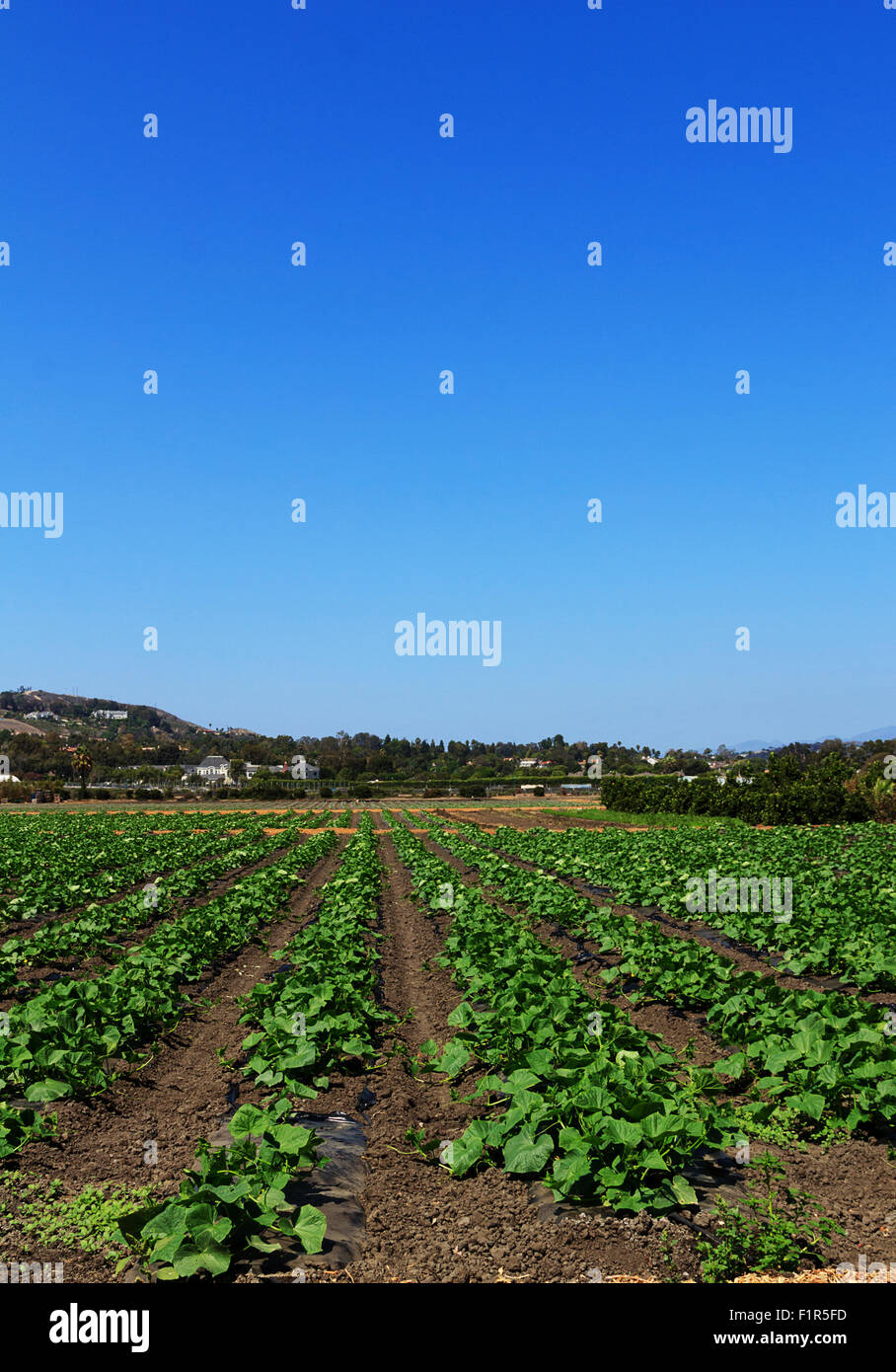 Rows of squash plants in a field in a farm under a blue sky in summer ...