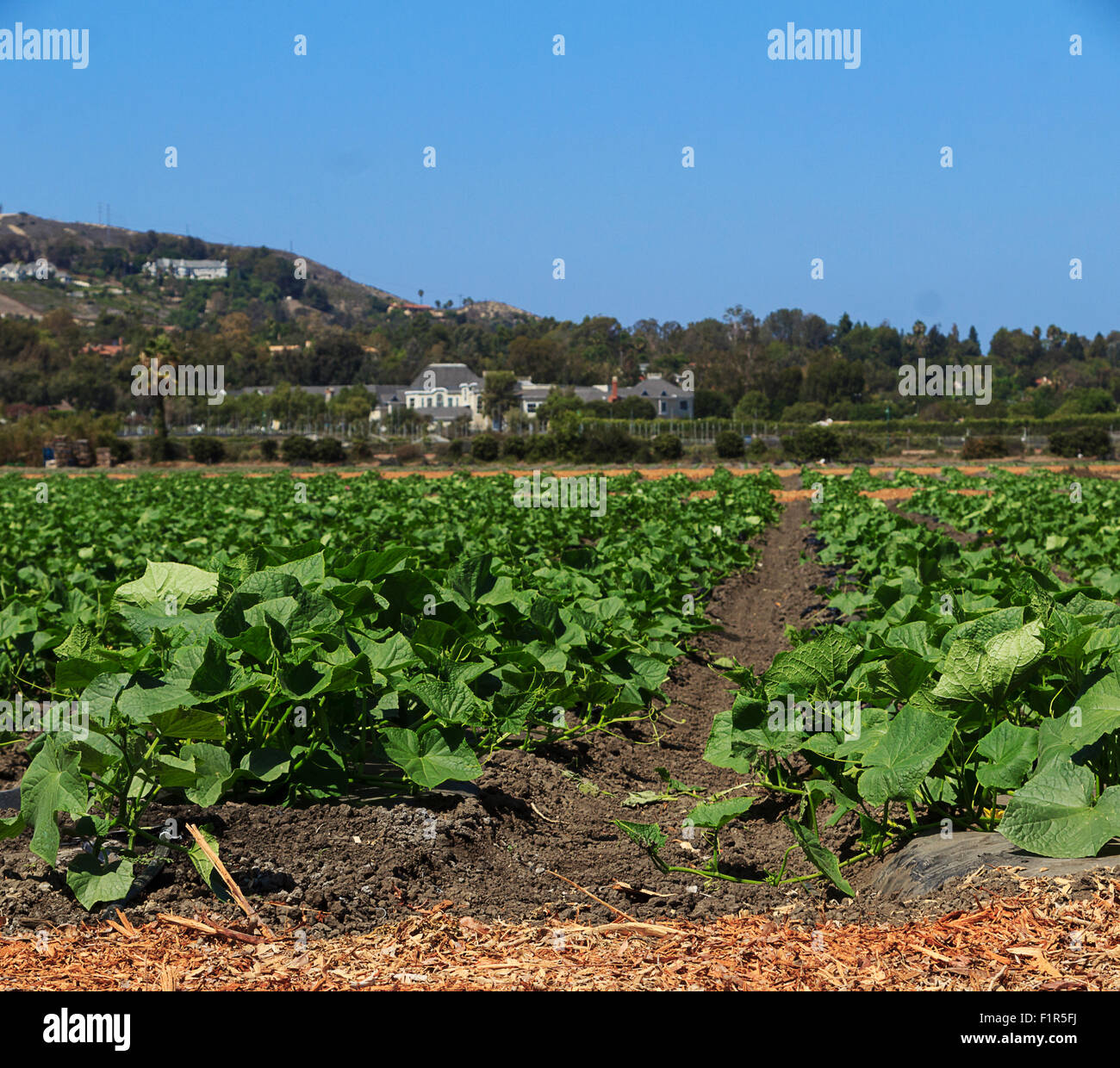 Rows of squash plants in a field in a farm under a blue sky in summer ...