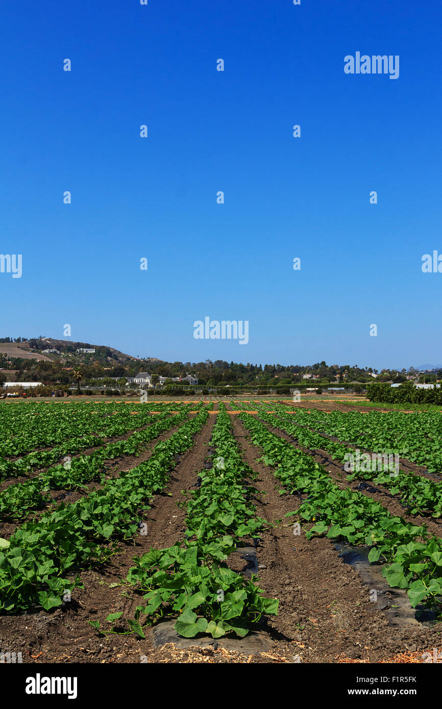 Rows of squash plants in a field in a farm under a blue sky in summer ...