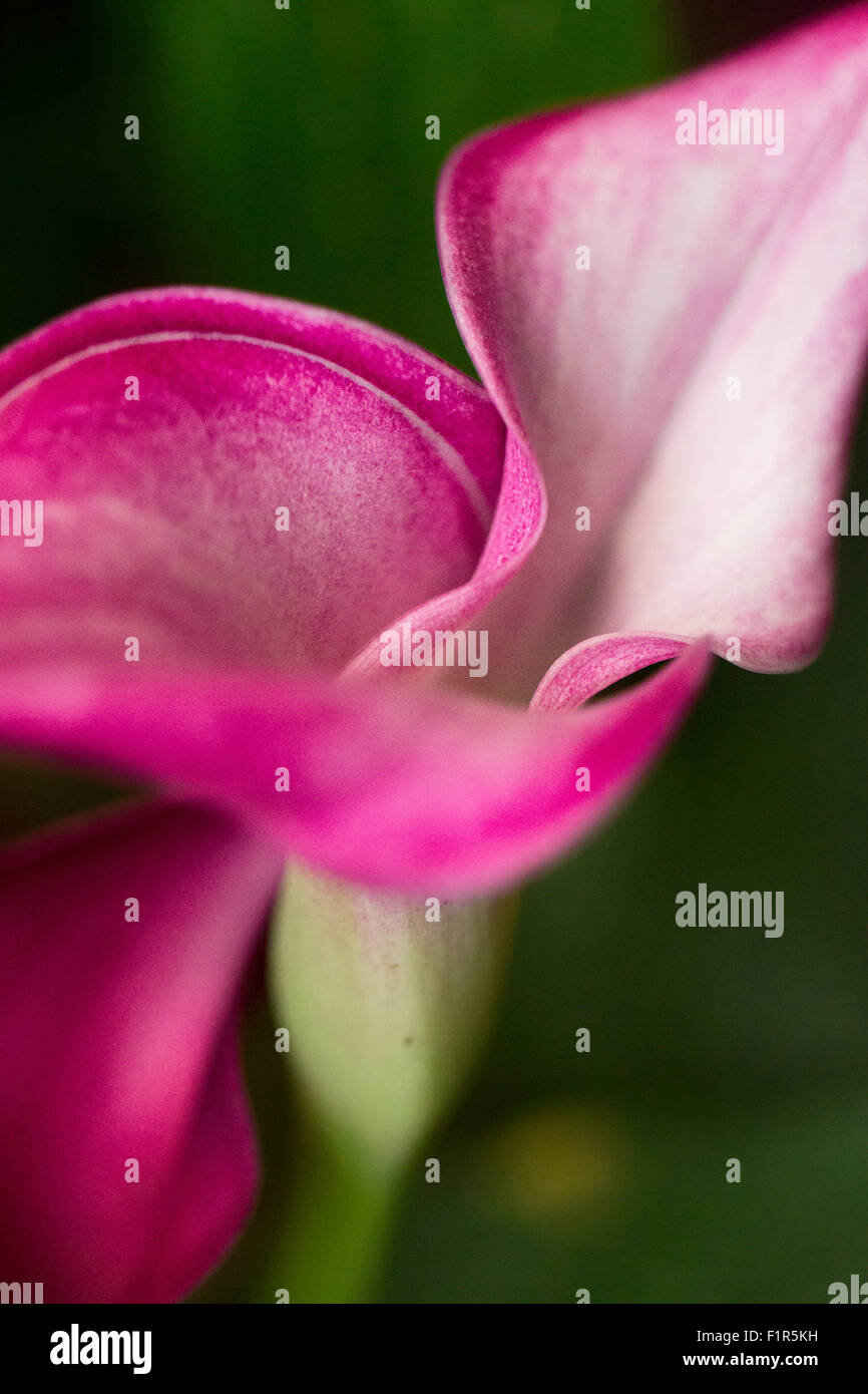 Lily cala hi-res stock photography and images - Alamy