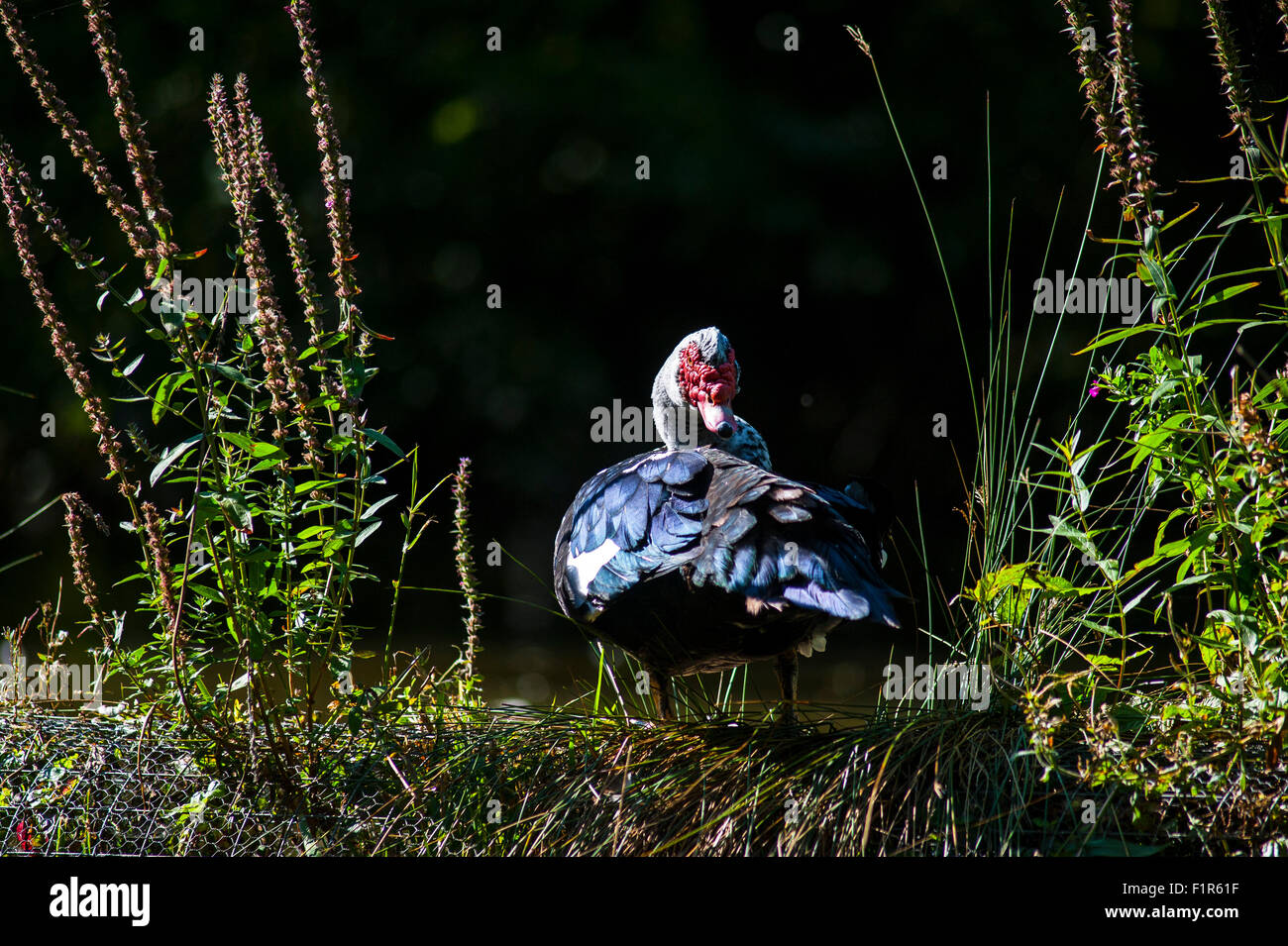 Bristol, UK. 6th September, 2015. A stray muscovy duck has arrived in ...