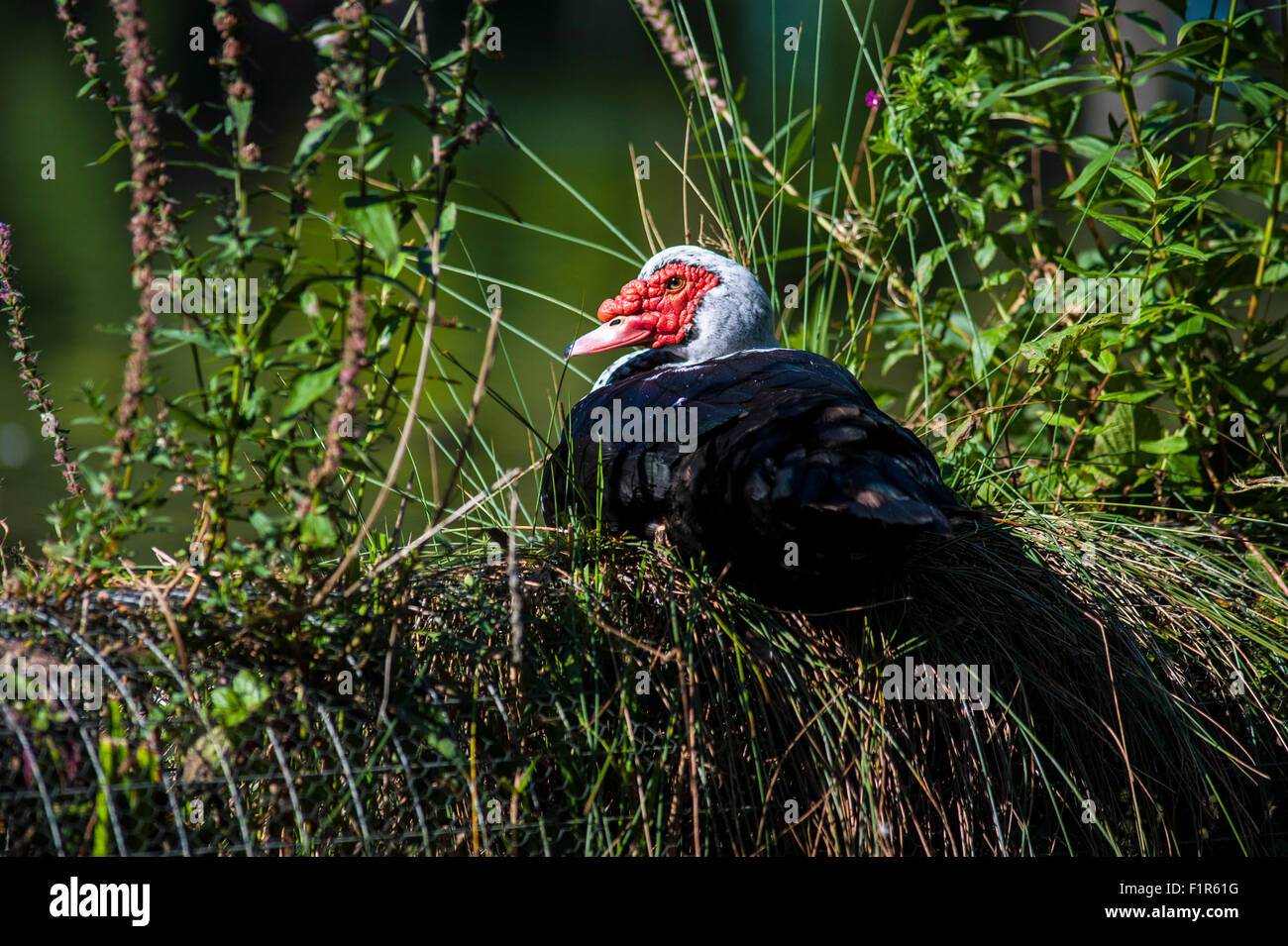 Bristol, UK. 6th September, 2015. A stray muscovy duck has arrived in ...