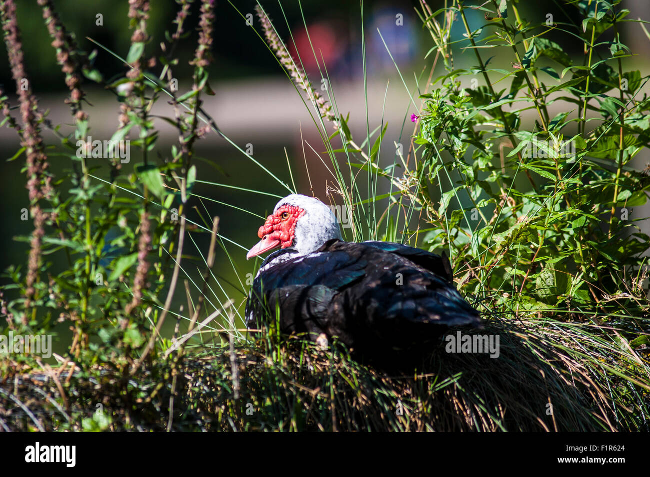 Bristol, UK. 6th September, 2015. A stray muscovy duck has arrived in ...