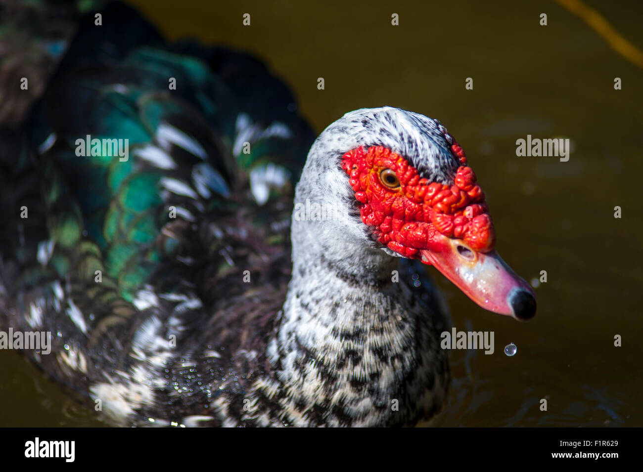 Bristol, UK. 6th September, 2015. A stray muscovy duck has arrived in ...