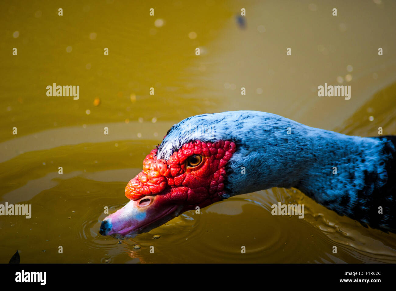 Bristol, UK. 6th September, 2015. A stray muscovy duck has arrived in ...
