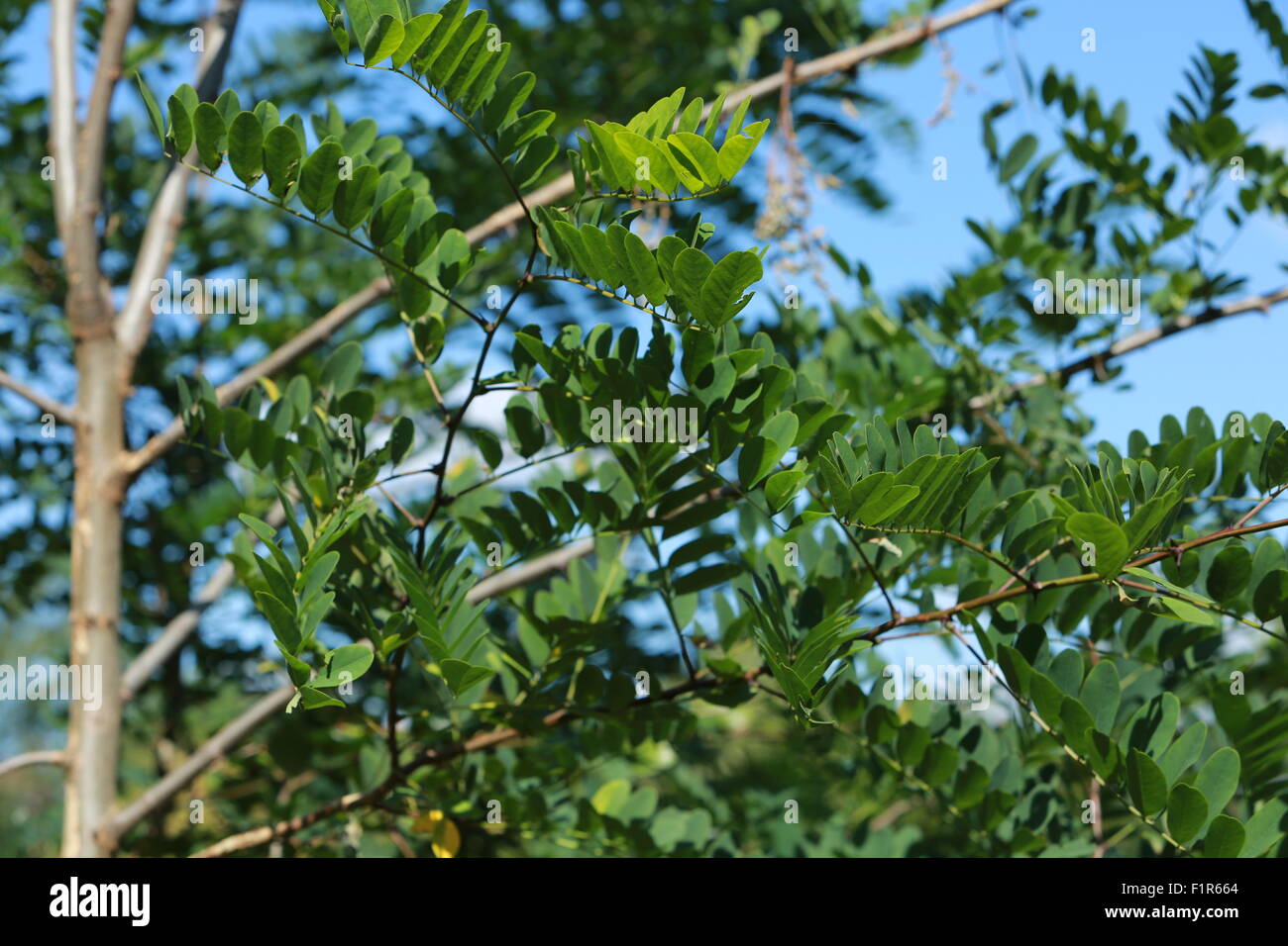 Hampstead Cemetery, Fortune Green, London Stock Photo - Alamy