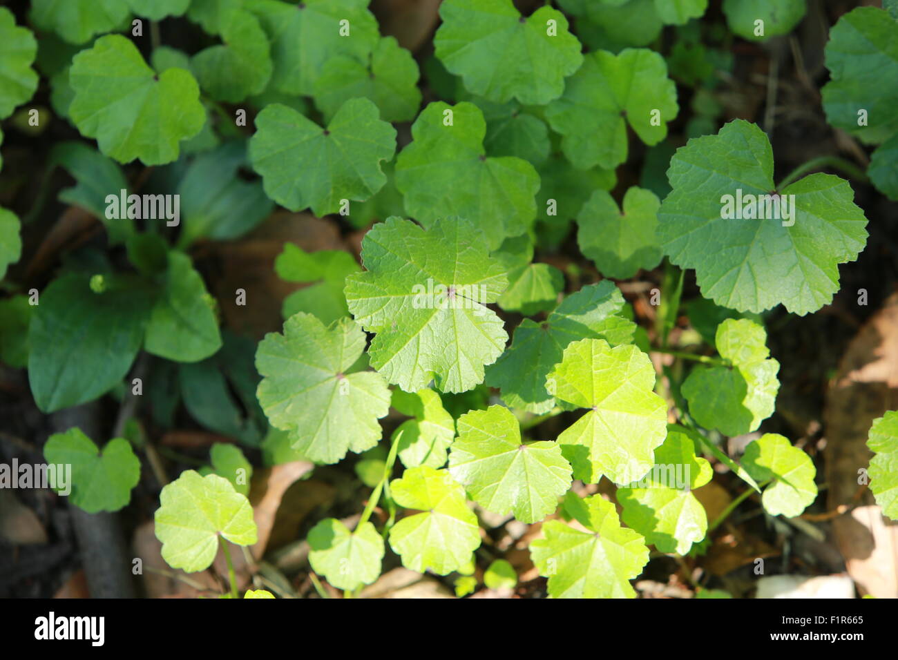 Hampstead Cemetery, Fortune Green, London Stock Photo - Alamy