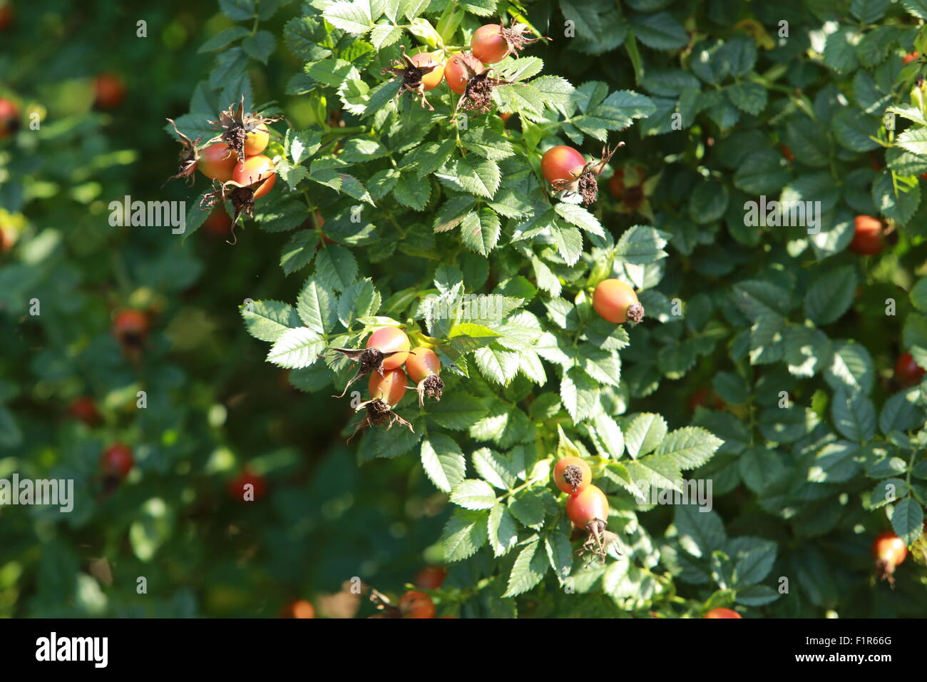 Hampstead Cemetery, Fortune Green, London Stock Photo - Alamy