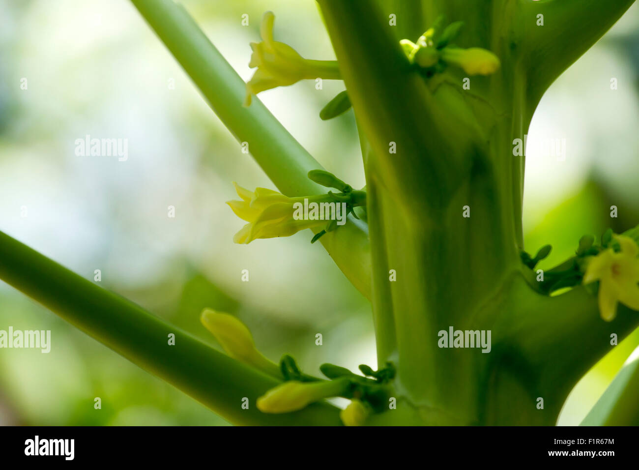 Papaya fruit tree flowers hi-res stock photography and images - Alamy