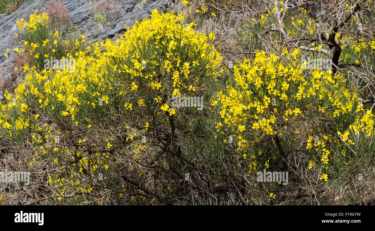 Genisteae flowers hi-res stock photography and images - Alamy