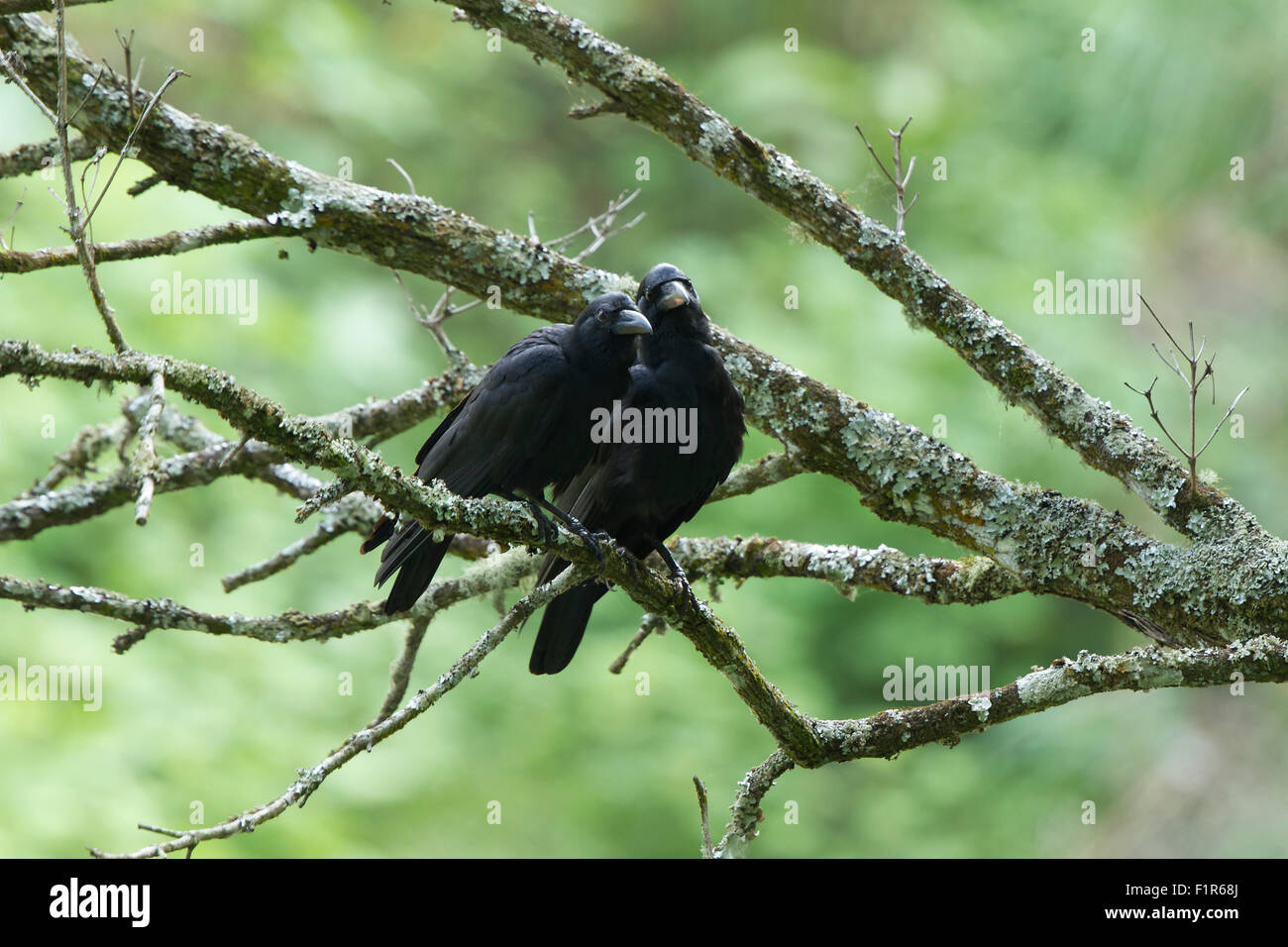 The jungle crow (Corvus macrorhynchos), is a widespread Asian species ...