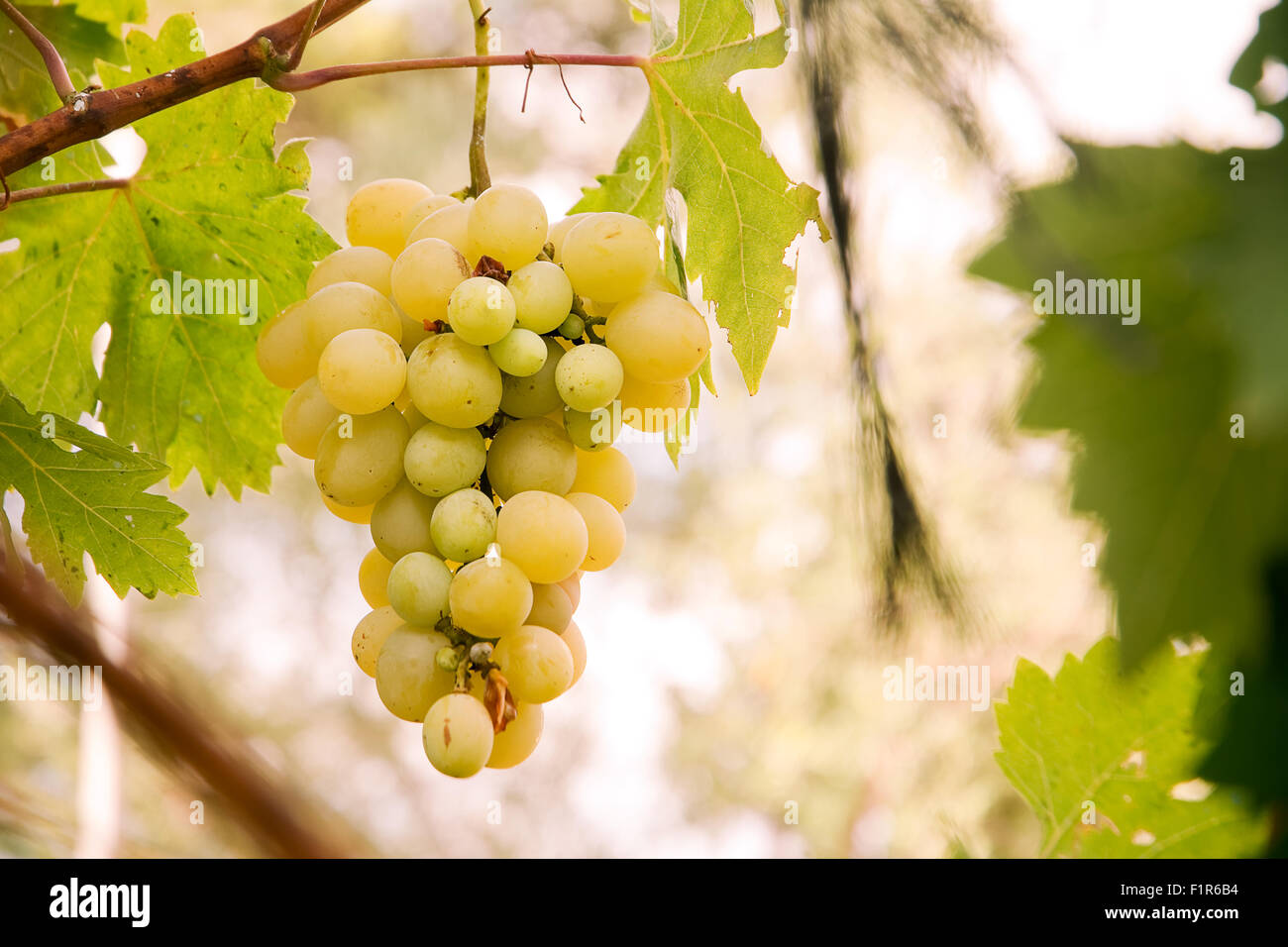 Grapes ready to harvest Stock Photo - Alamy