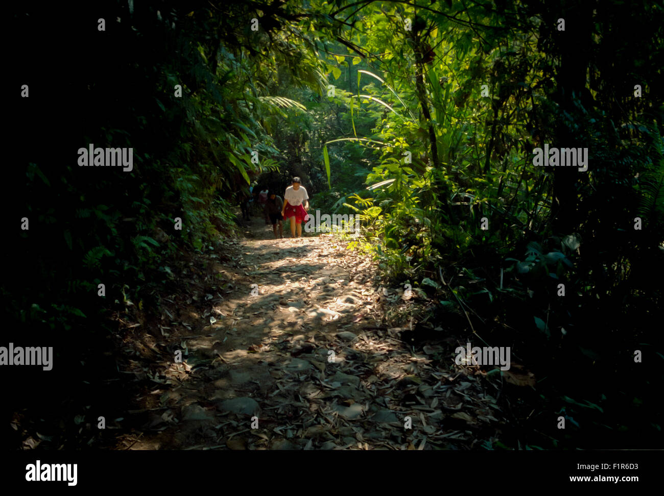 People walking on rainforest path in Mount Gede Pangrango National Park ...