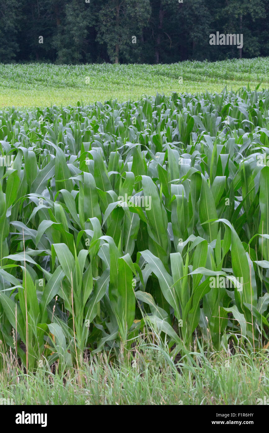Large field of corn surrounded by forest Stock Photo - Alamy