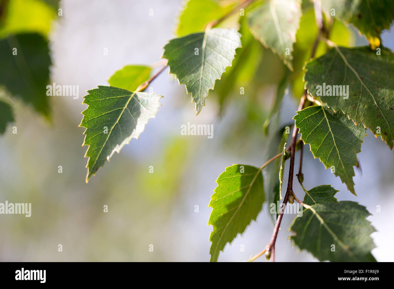 Close up of leaves of birch tree hi-res stock photography and images ...