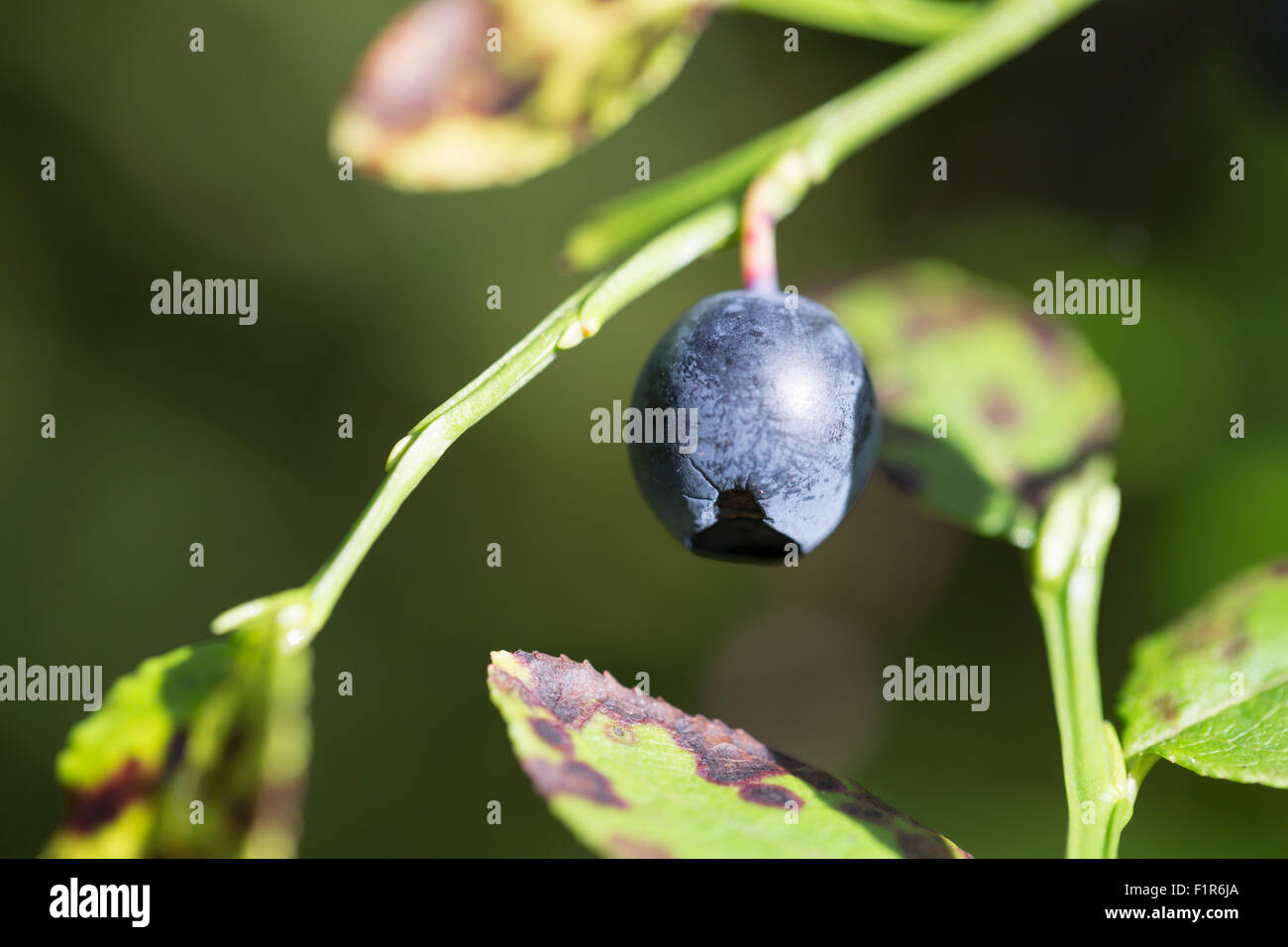 Blueberry Really Close Up. Macro image Stock Photo - Alamy