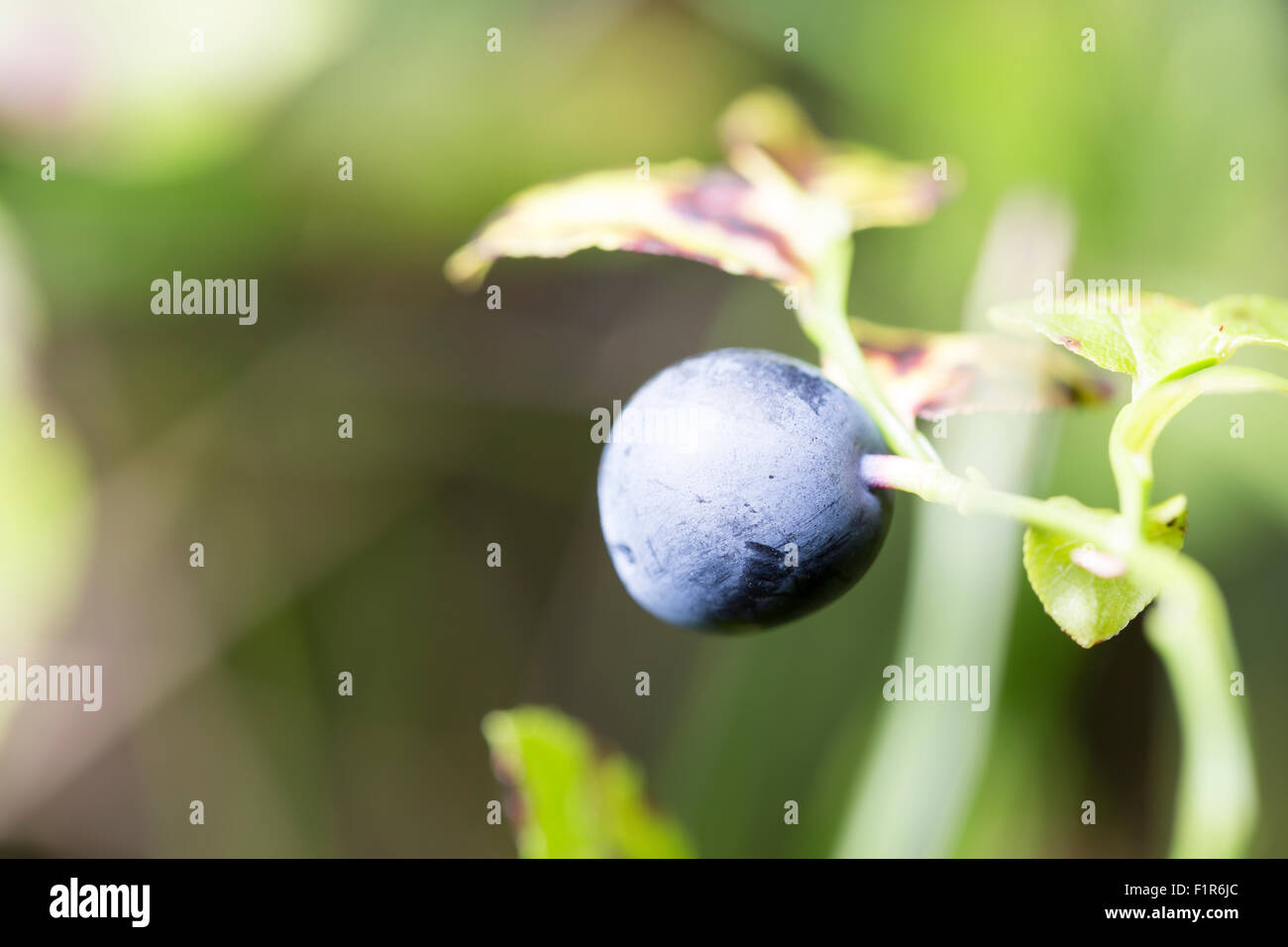 Blueberry Really Close Up. Macro image Stock Photo - Alamy