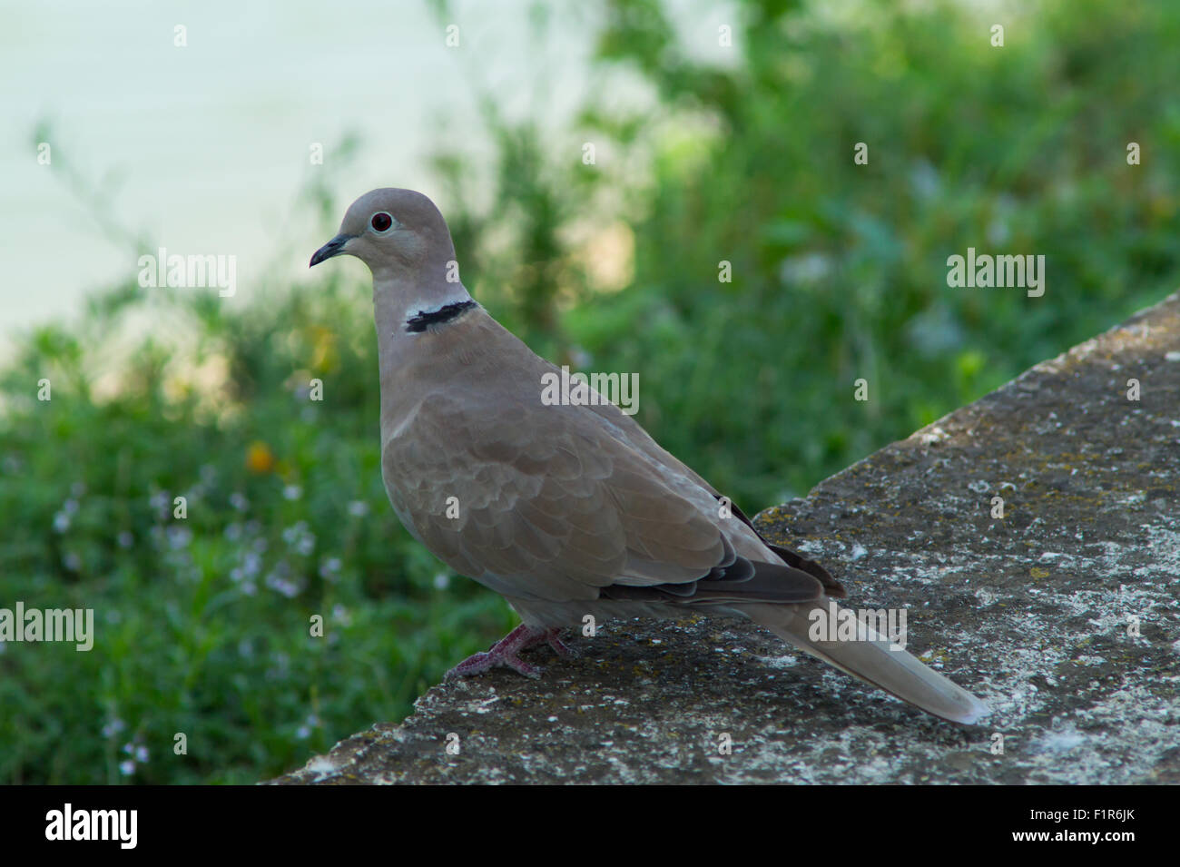 collared dove closeup on a lake Stock Photo - Alamy