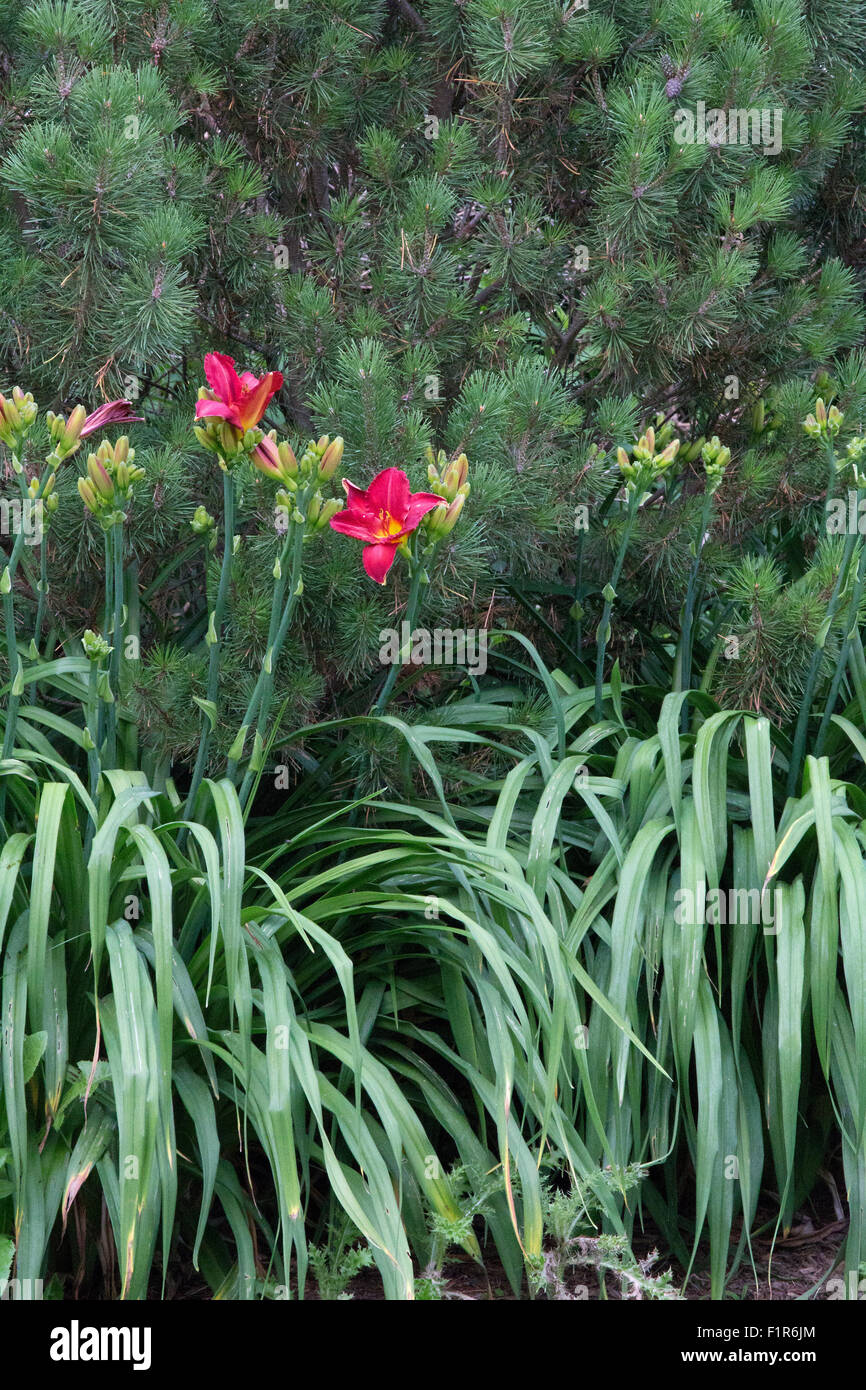 Red daylily flowers growing in front of pine tree Stock Photo - Alamy