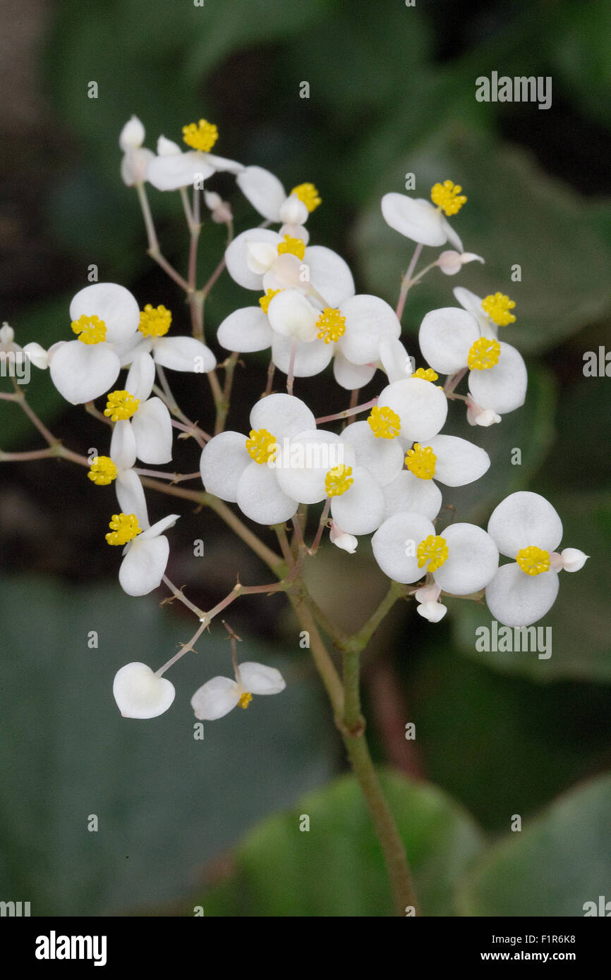 Begonia venosa hi-res stock photography and images - Alamy