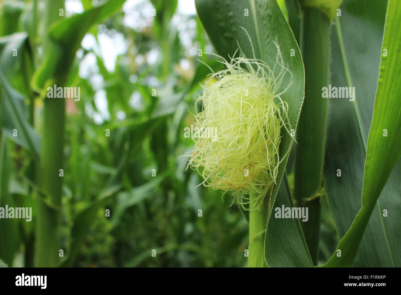 Corn silk hi-res stock photography and images - Alamy