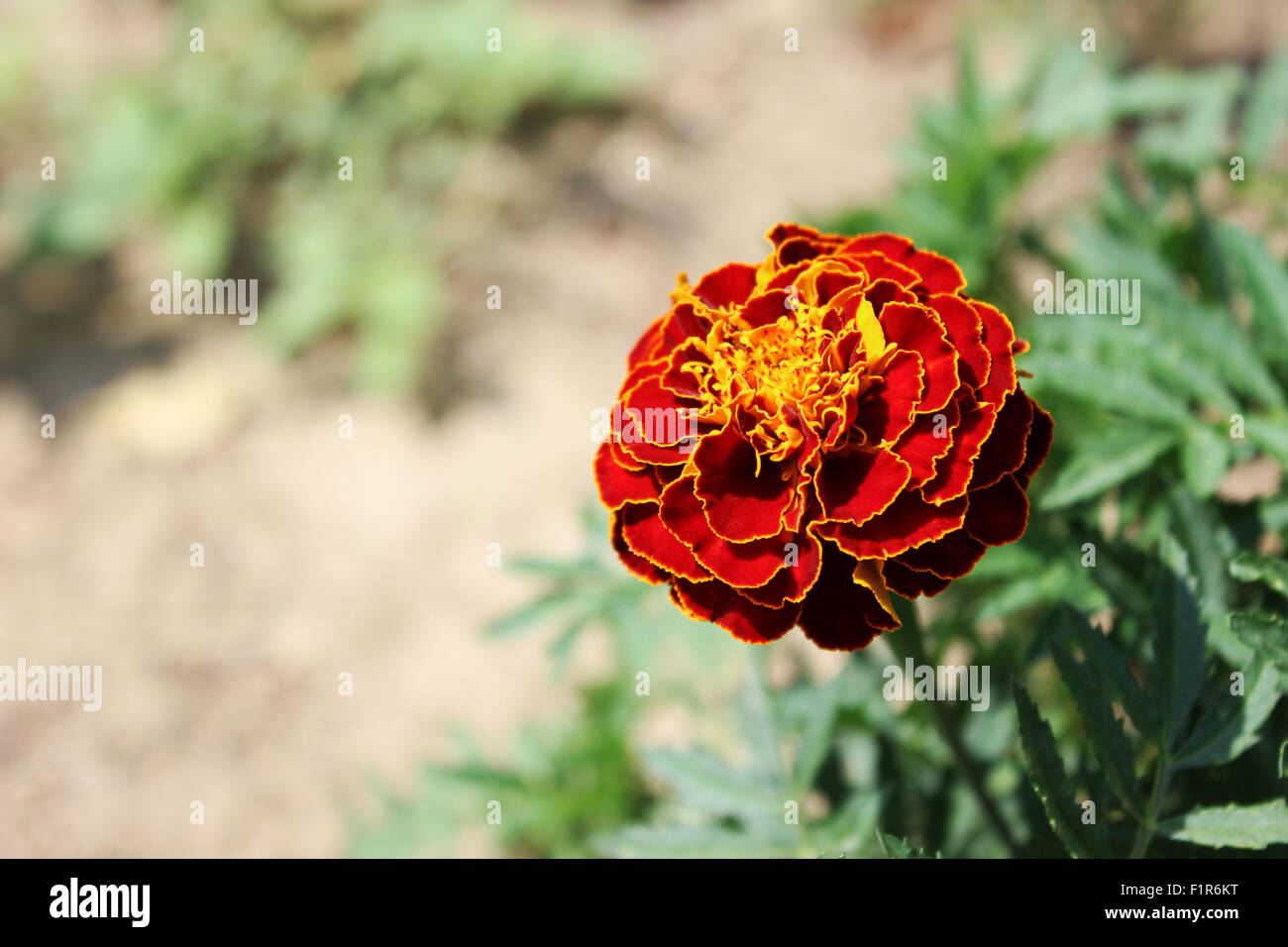 French marigold flower hi-res stock photography and images - Alamy