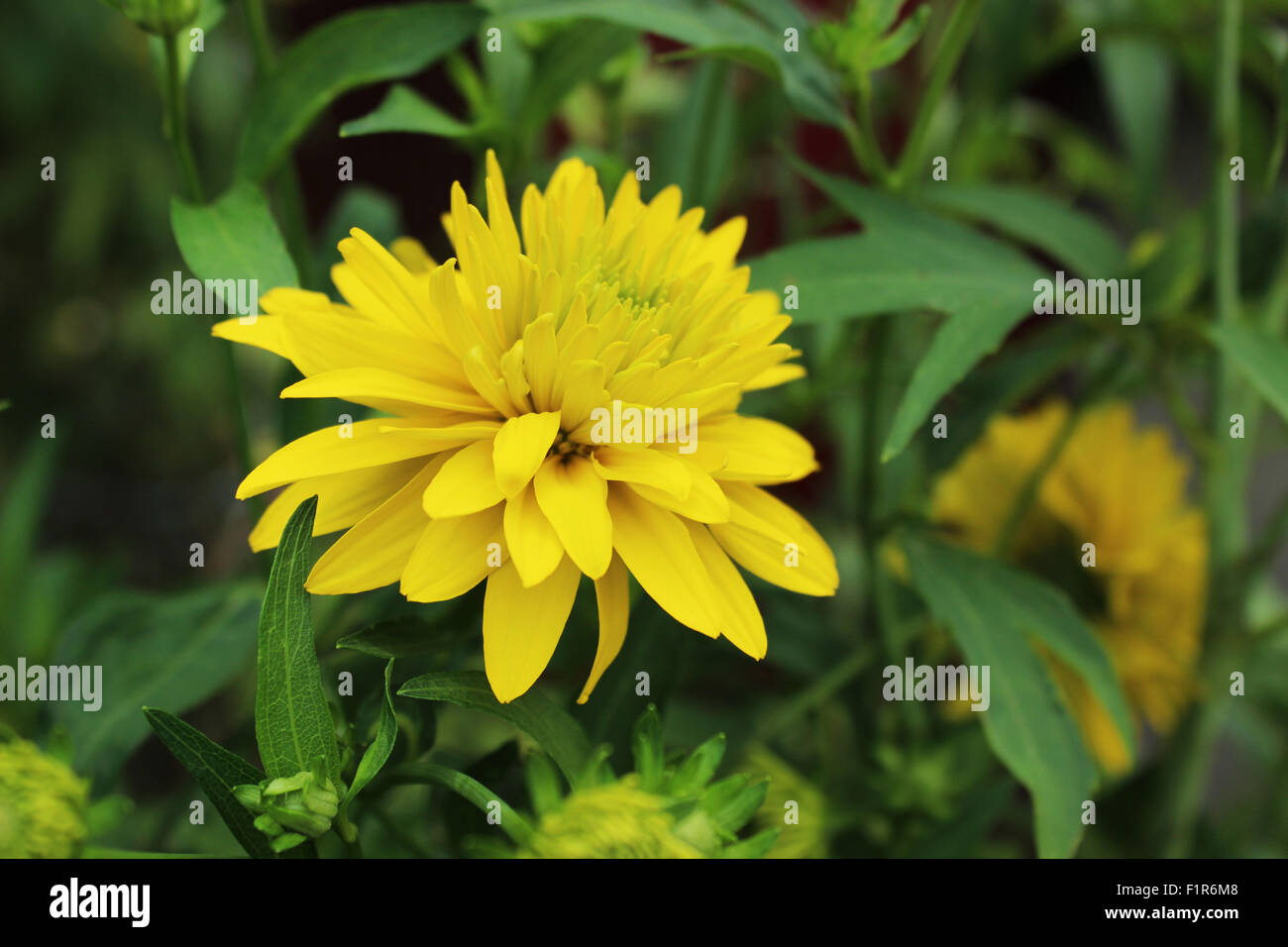 Perennial sunflower hi-res stock photography and images - Alamy