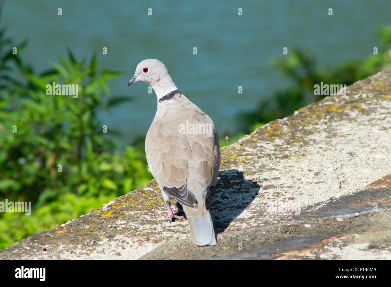 Dove eastern turkish dove hi-res stock photography and images - Alamy