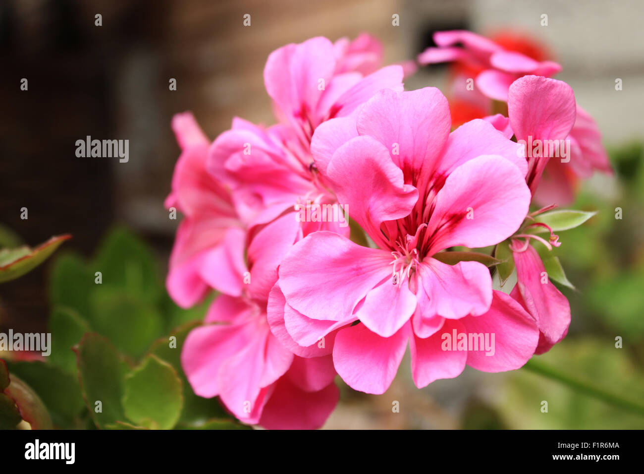 Bright pink geranium hi-res stock photography and images - Alamy