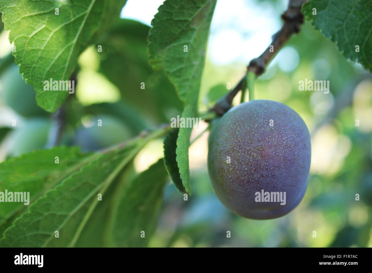 Plum Fruit Tree High Resolution Stock Photography and Images - Alamy