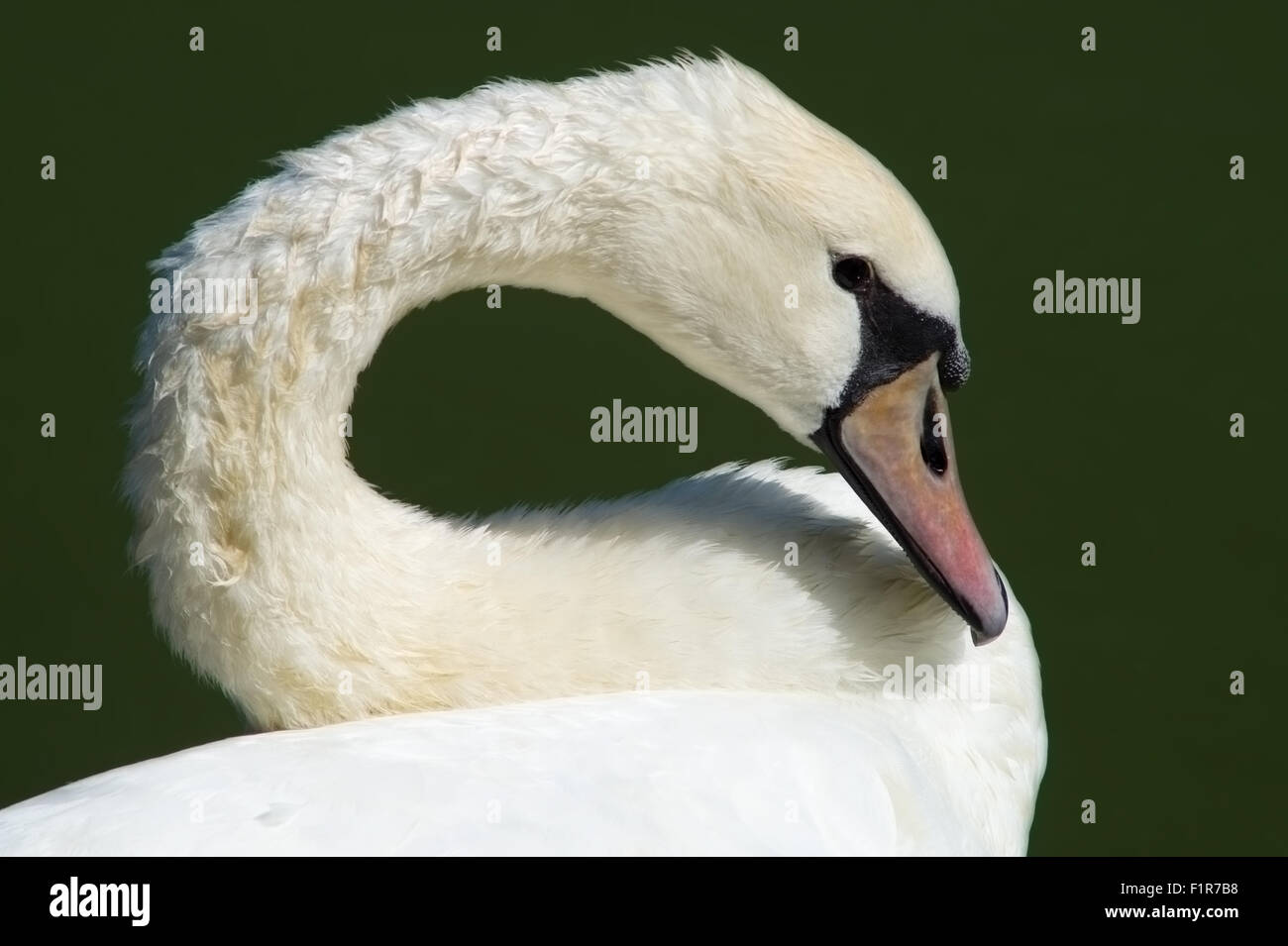 Swan, closeup of swan, head of swan, swan in a lake, lake backgournd ...