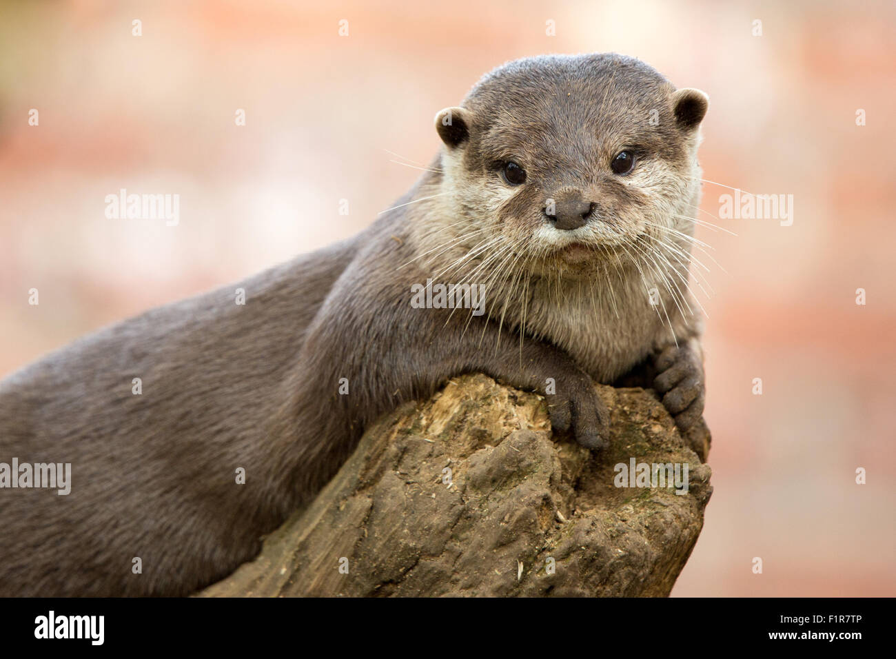 Landscape format otter portrait hi-res stock photography and images - Alamy